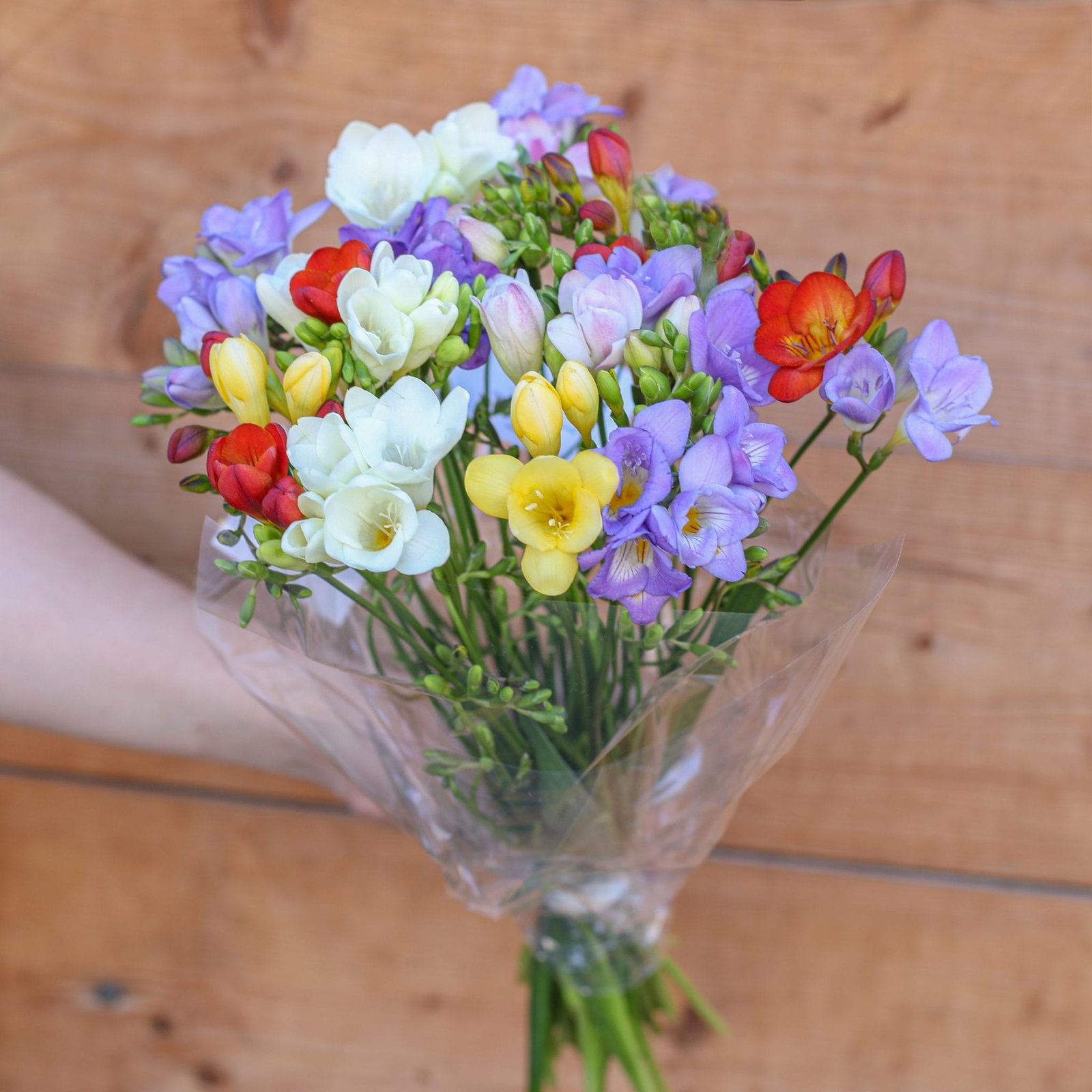 Gėlių Pristatymas į namus Vilnius | Spalvingos Frezijos | Skinta